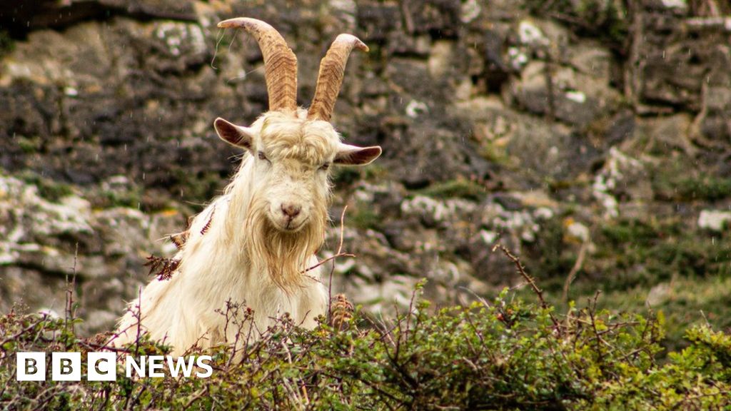 Frisky male Llandudno goats get stuck pursuing females - BBC News