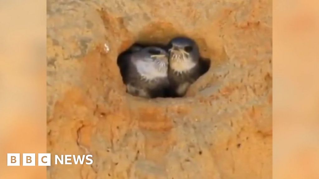 Fledging sand martin chicks a 'triumph of public will' - BBC News
