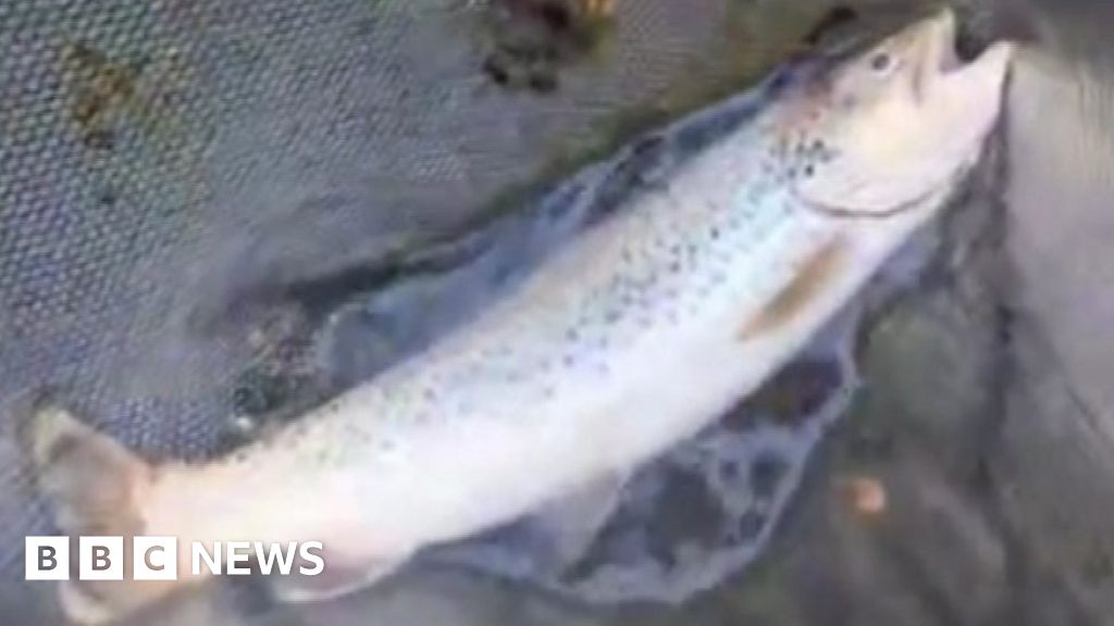 Ballinderry River: Fish kill investigated in County Tyrone - BBC News