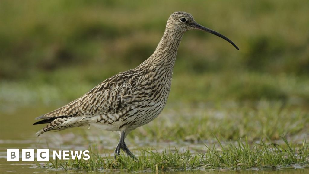 Curlew numbers 'fall by two thirds' in New Forest National Park - BBC News