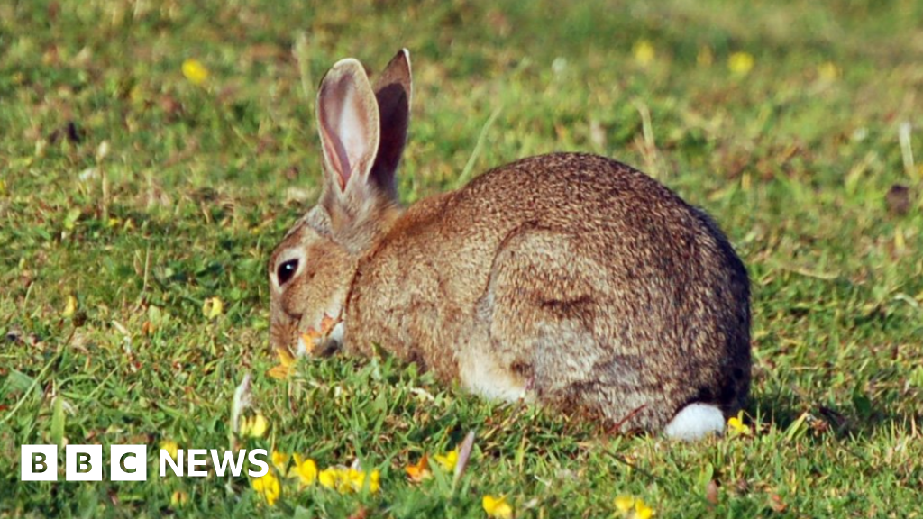 Pet rabbits at risk of deadly virus in Jersey - BBC News