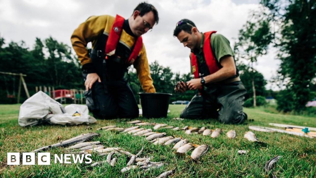 Agricultural pollution kills 10,000 fish in Devon river