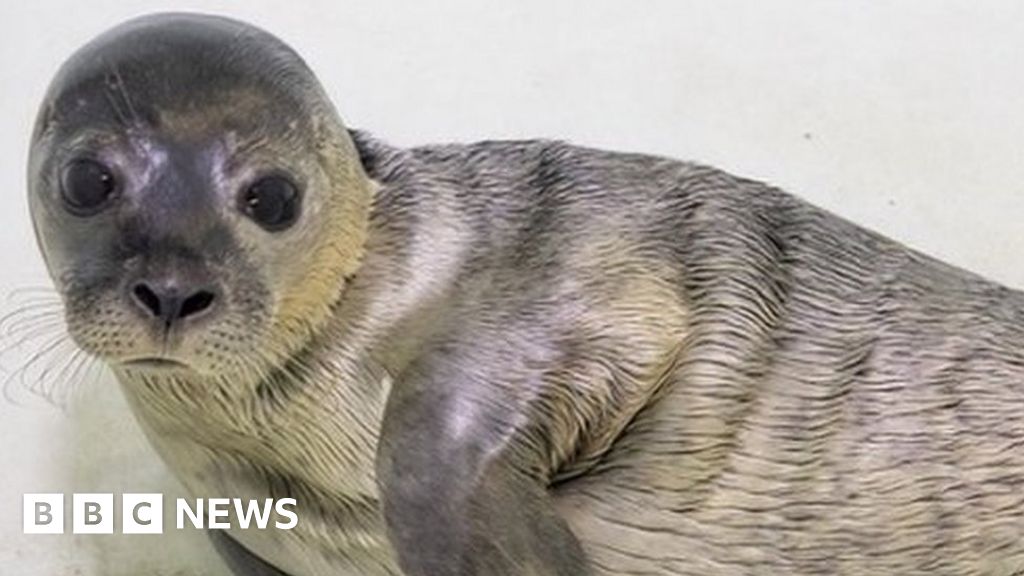 Hunstanton Sea Life centre installs seal pup recovery pool - BBC News