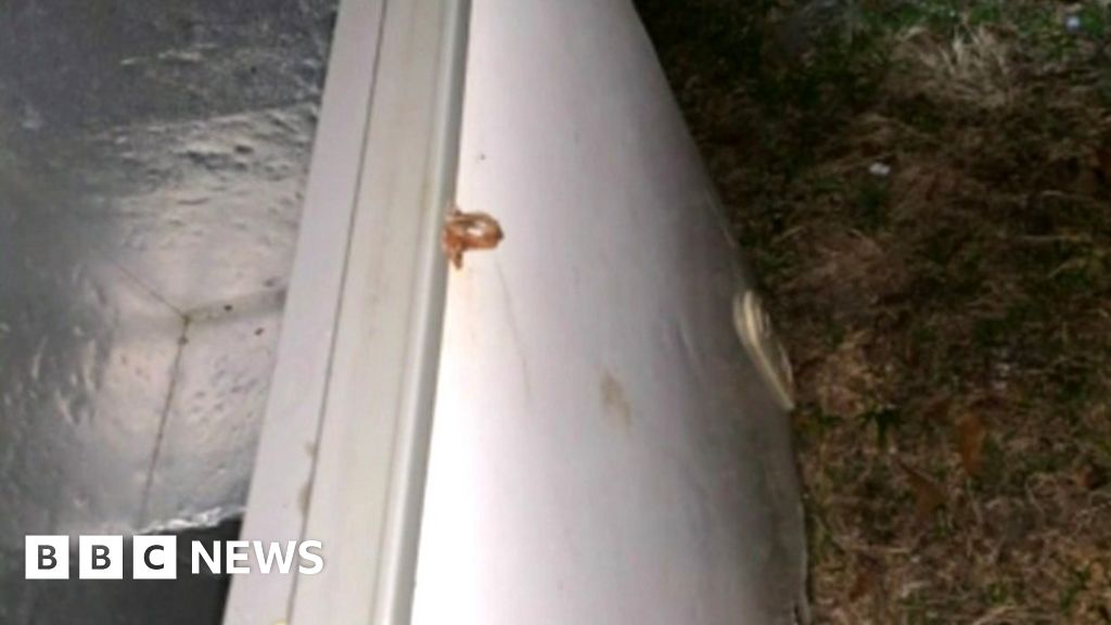 Three Florida children die after becoming trapped in freezer