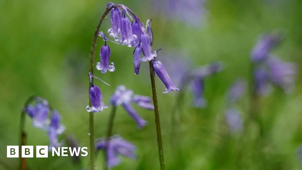'Stinky onion' plant purge in Guernsey sees bluebell numbers rise