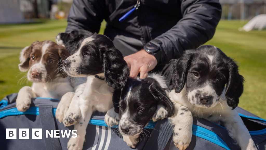 Pups put into bat to sniff out crime across the West Midlands - BBC News