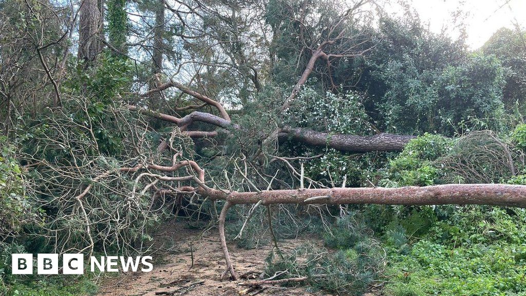 Islanders urged to avoid woods while storm damage assessed - BBC News