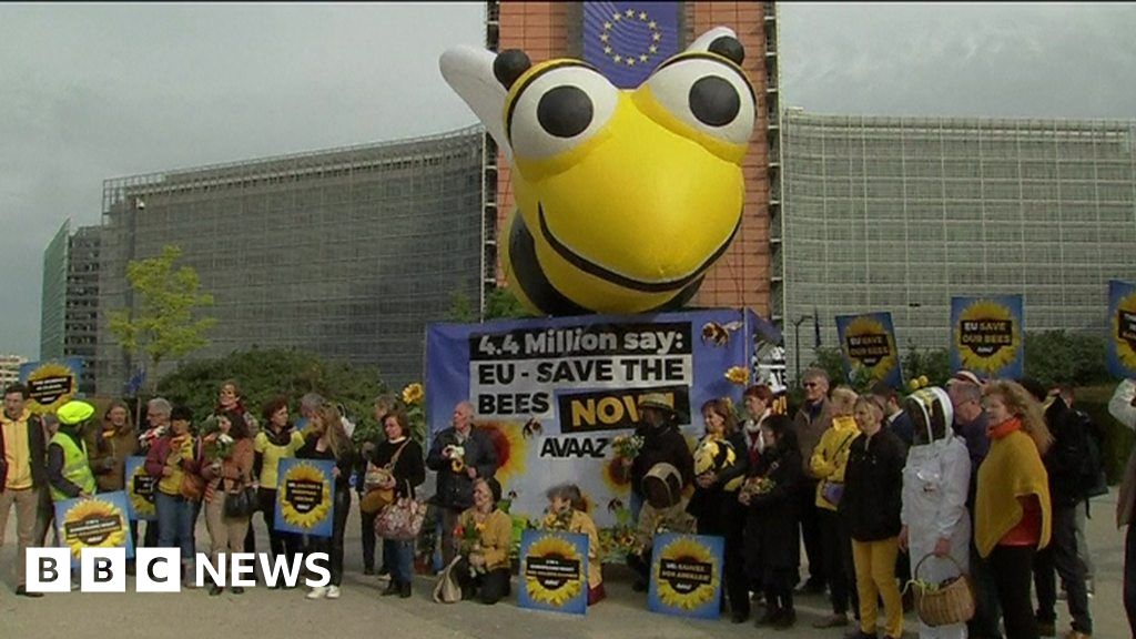 Campaigners celebrate EU insecticide ban to protect honey bees - BBC News