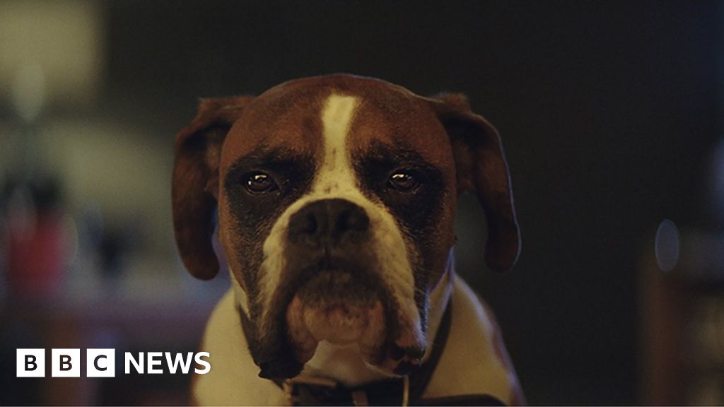 Who is Buster the Boxer? - BBC News
