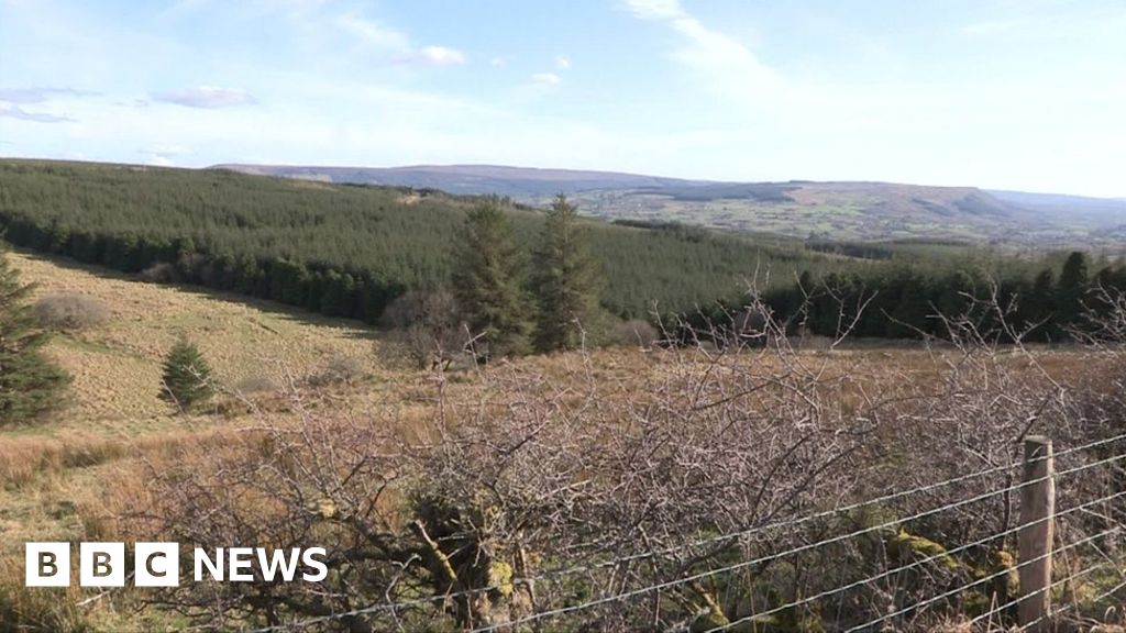Leitrim trees: Anger at Irish climate change scheme - BBC News
