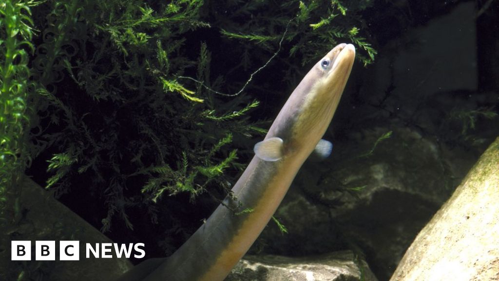 Scientist hopeful for eel's future as Ely celebrates - BBC News