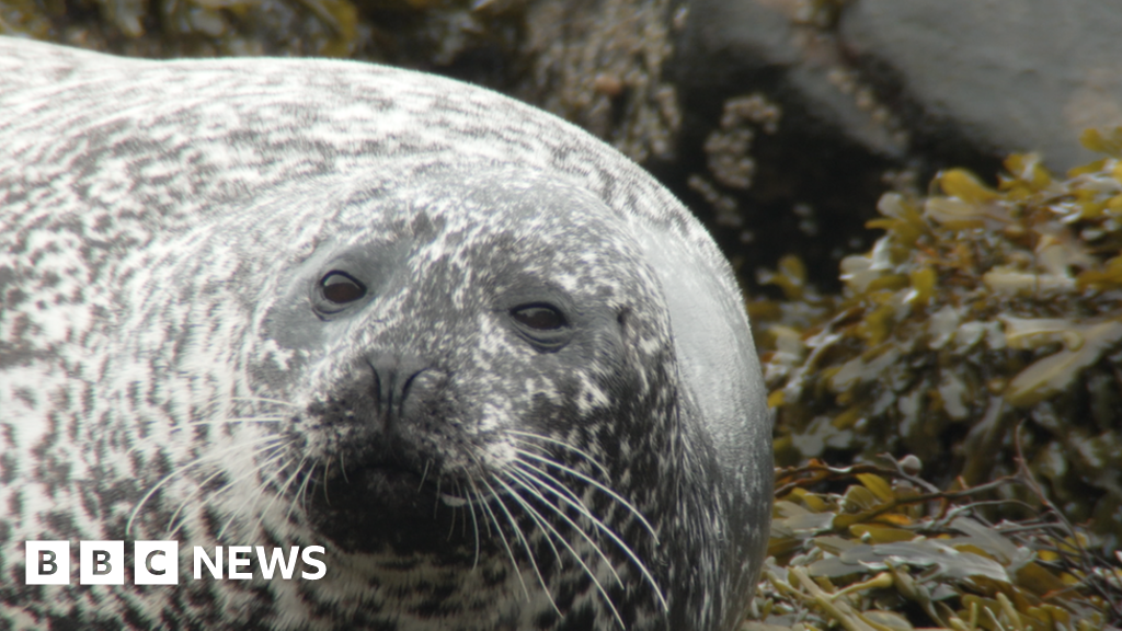 The challenge of tracking seals around tidal turbines - BBC News