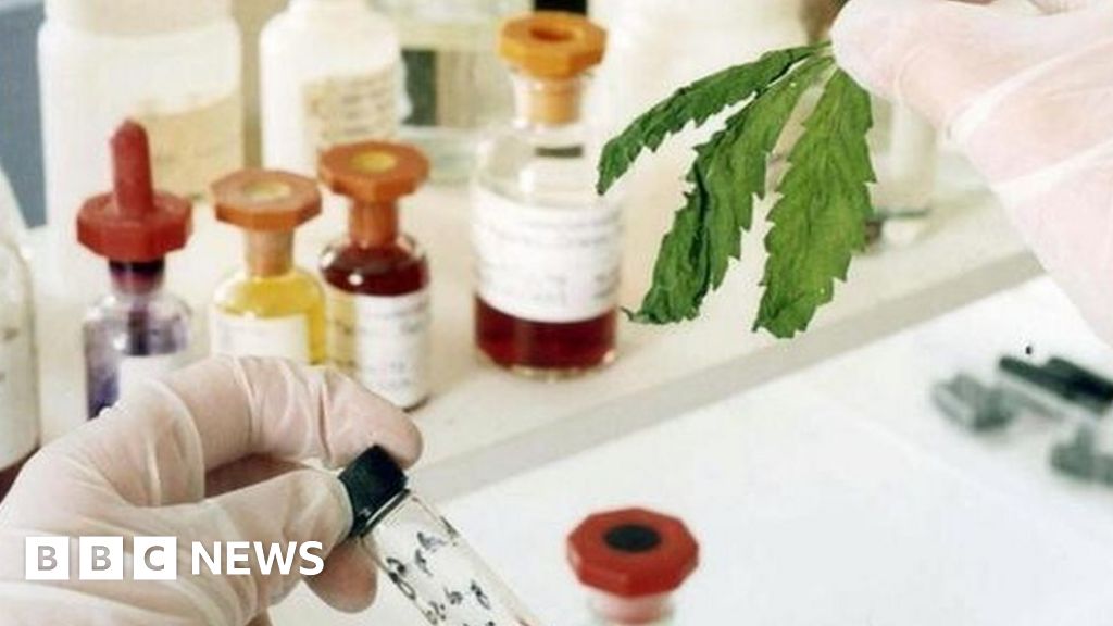 'I know cannabis is illegal, but it is medicinal' - BBC News
