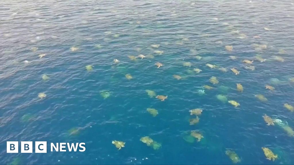 ICYMI: Thousands of sea turtles and robot graduations - BBC News