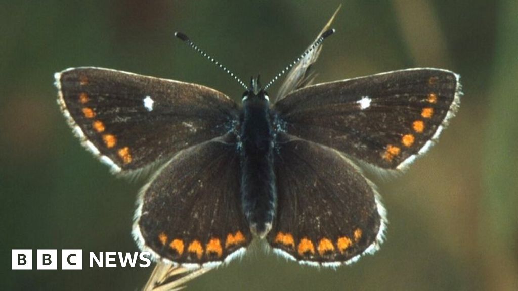 Butterfly species returns to Ochil Hills after 100-year absence