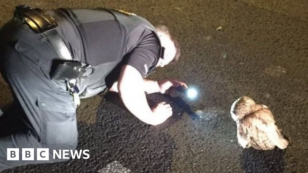 Owl moved on after blocking Bracknell road - BBC News