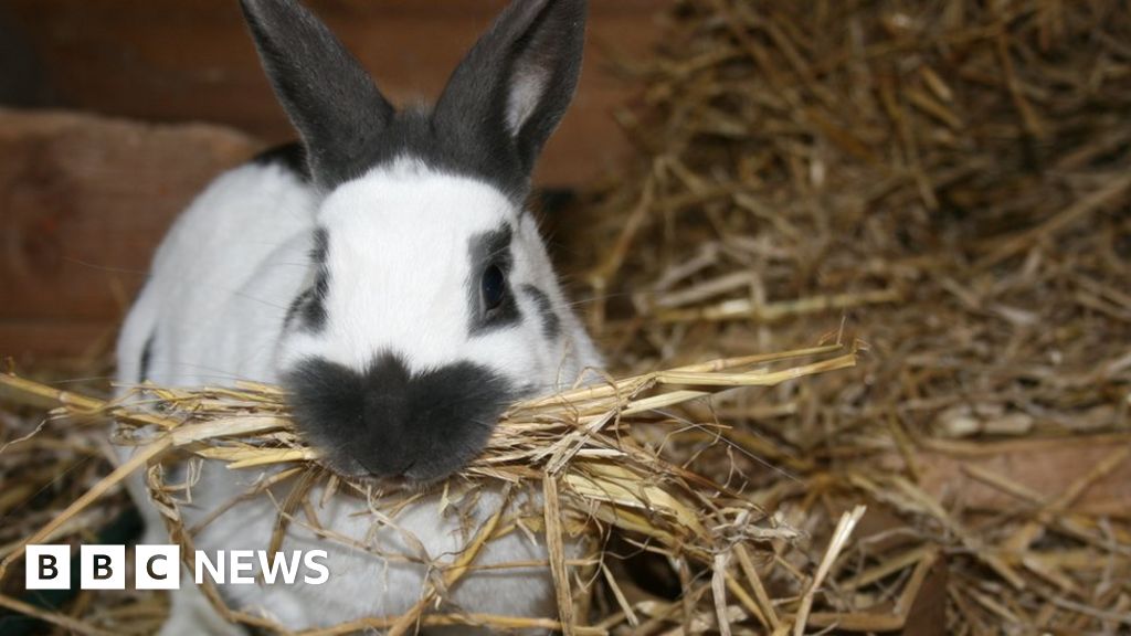 Deadly RHD rabbit virus shuts UK competition shows - BBC News