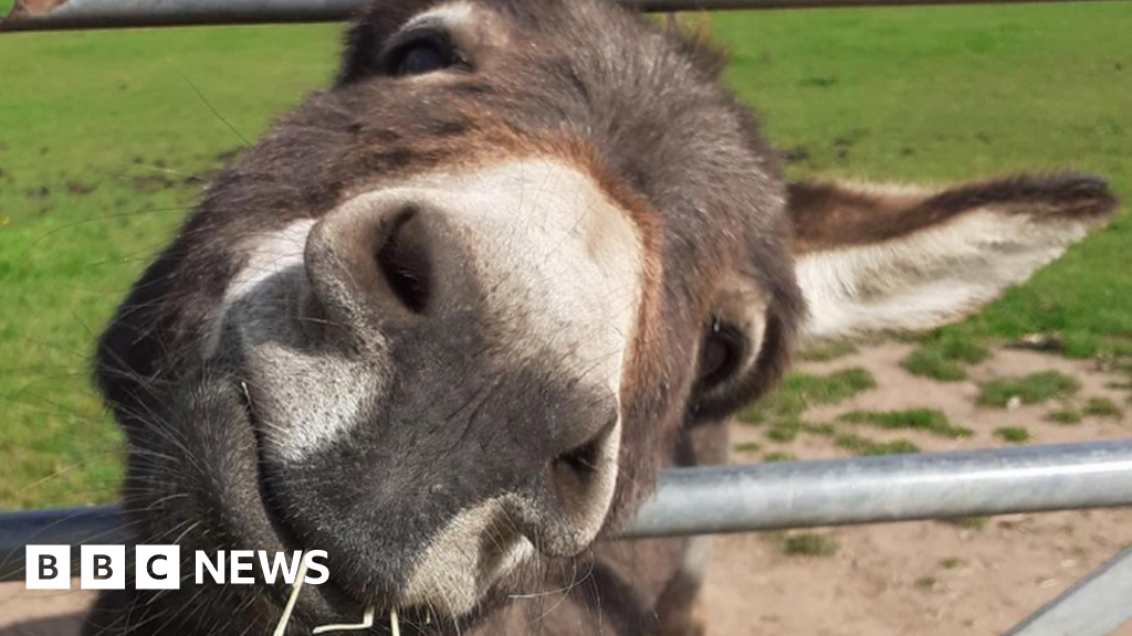 Shifnal donkey sanctuary's heartache over closure