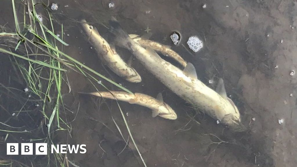 Inquiries opened into 'slurry pollution' in south Wales - BBC News