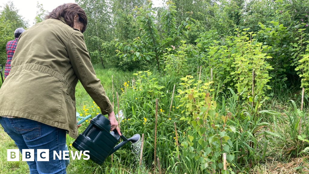 Tiny forest planted in Screveton 'exceeds expectations' - BBC News