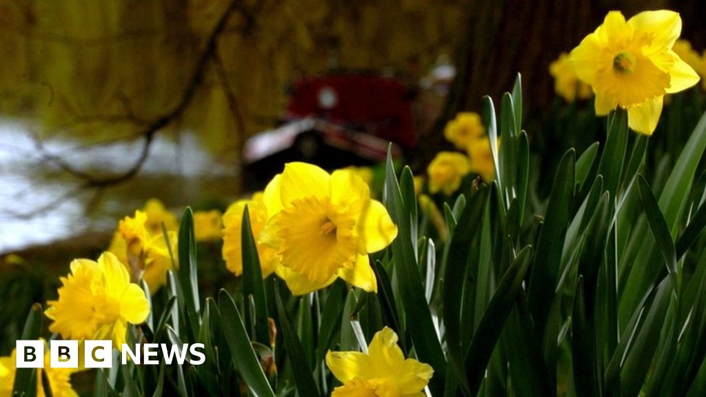 It's beginning to look a lot like spring - BBC News