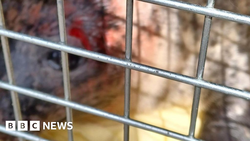 Warning after injured seal pup thrown back into sea in Moray dies