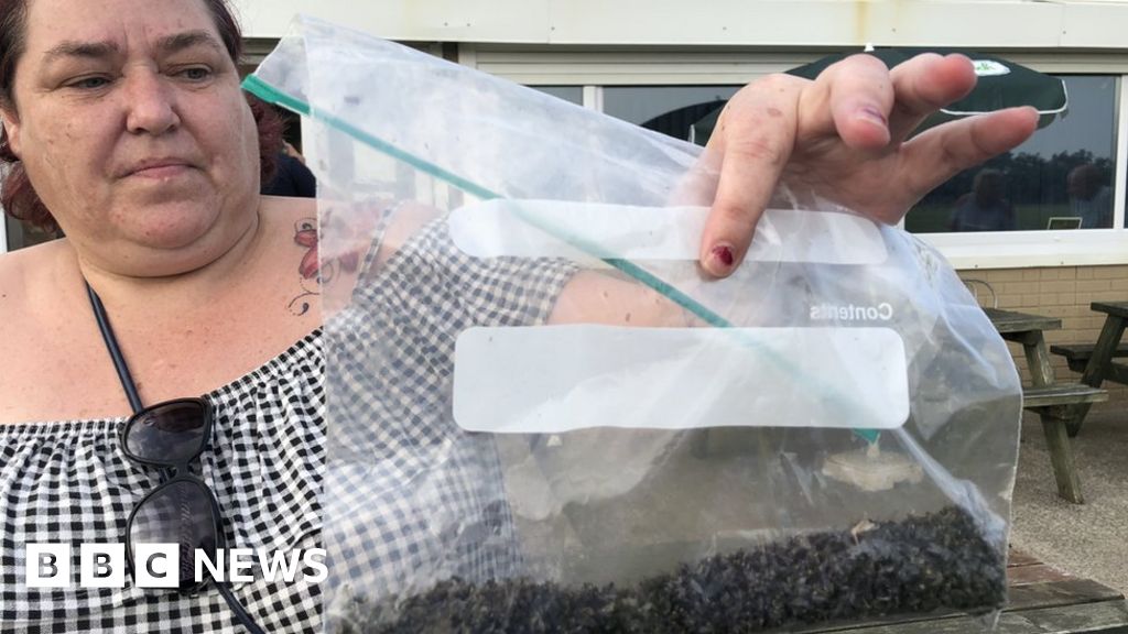 Llanelli fly infestation: Residents plan to protest - BBC News