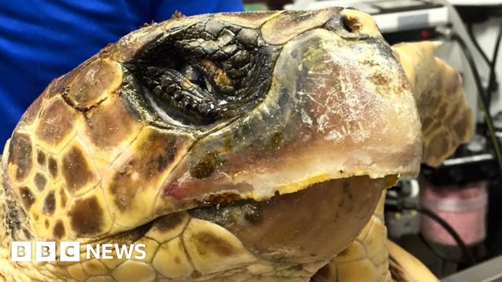 Jersey vets help washed up turtle - BBC News