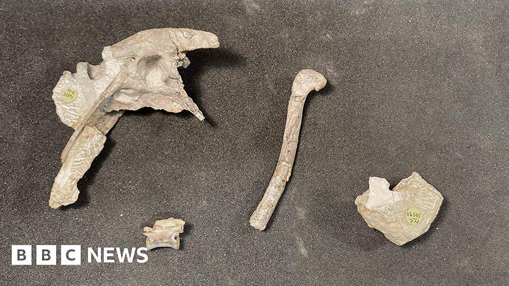 A fossil dinosaur that waited 60 years to be named - BBC News