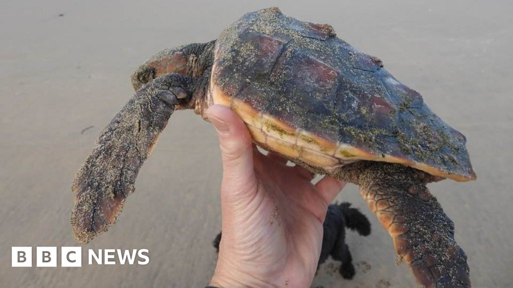 Team working to save Loggerhead turtle found on Perranporth beach - BBC ...