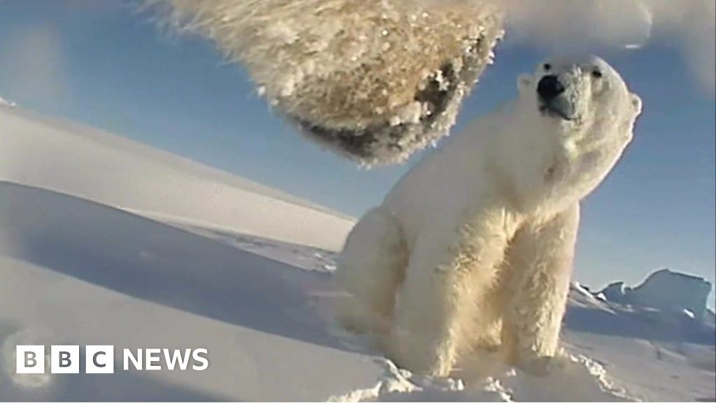 Polar bears captured on collar cams - BBC News