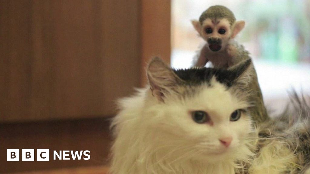 Cat adopts baby monkey - BBC News