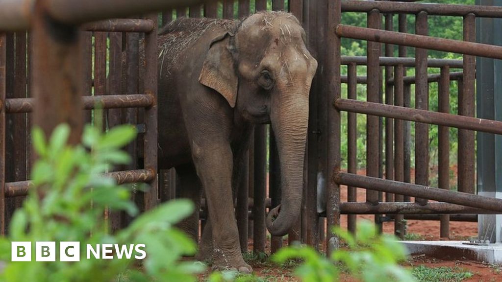 Brazil opens Latin America's first elephant sanctuary - BBC News
