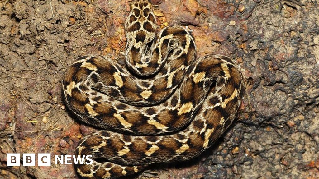 NI weekly paper review: The deadly snakes of County Antrim - BBC News