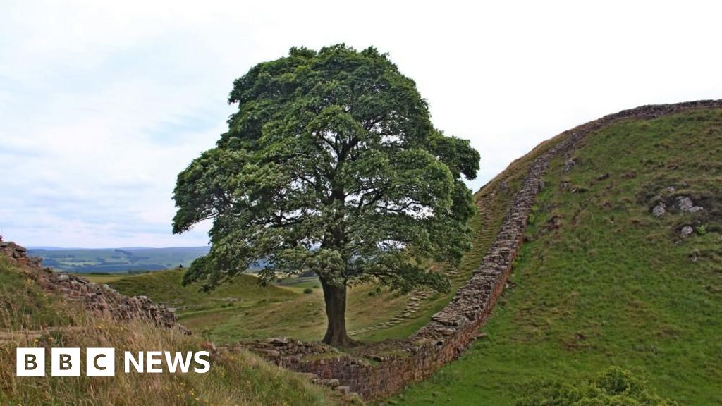 Rob Burrow MND Centre awarded Tree of Hope from Sycamore Gap - BBC News