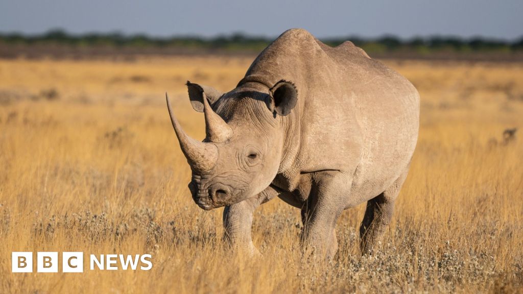 How radioactive rhino horns are helping with conservation - BBC News