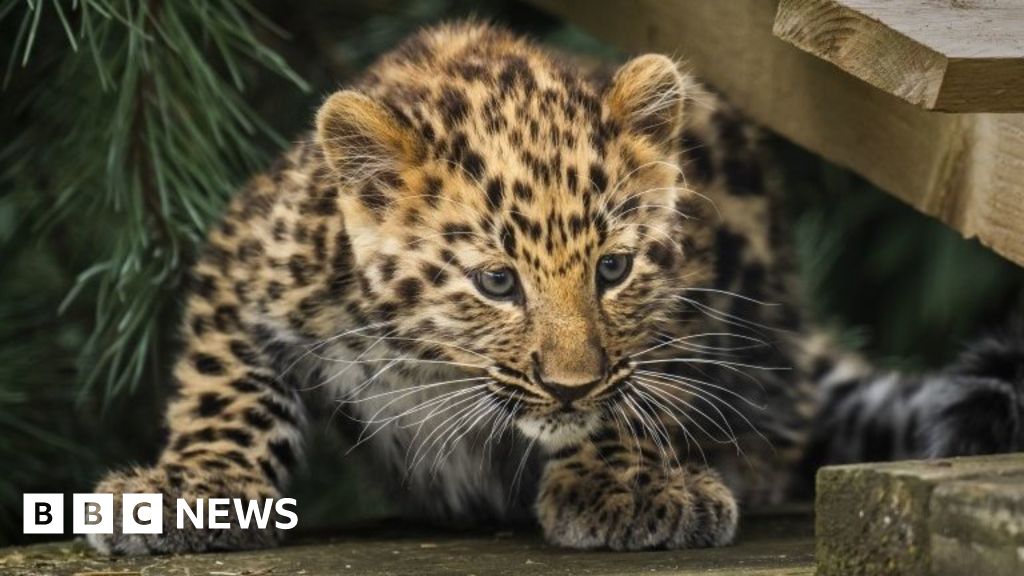 Leopard cub takes first outdoor steps at Yorkshire Wildlife Park - BBC News