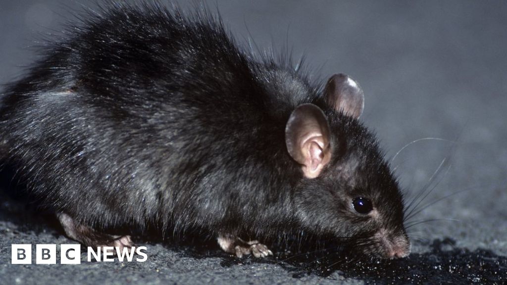 Black rats rainforest invasion 'speeded by deforestation' - BBC News