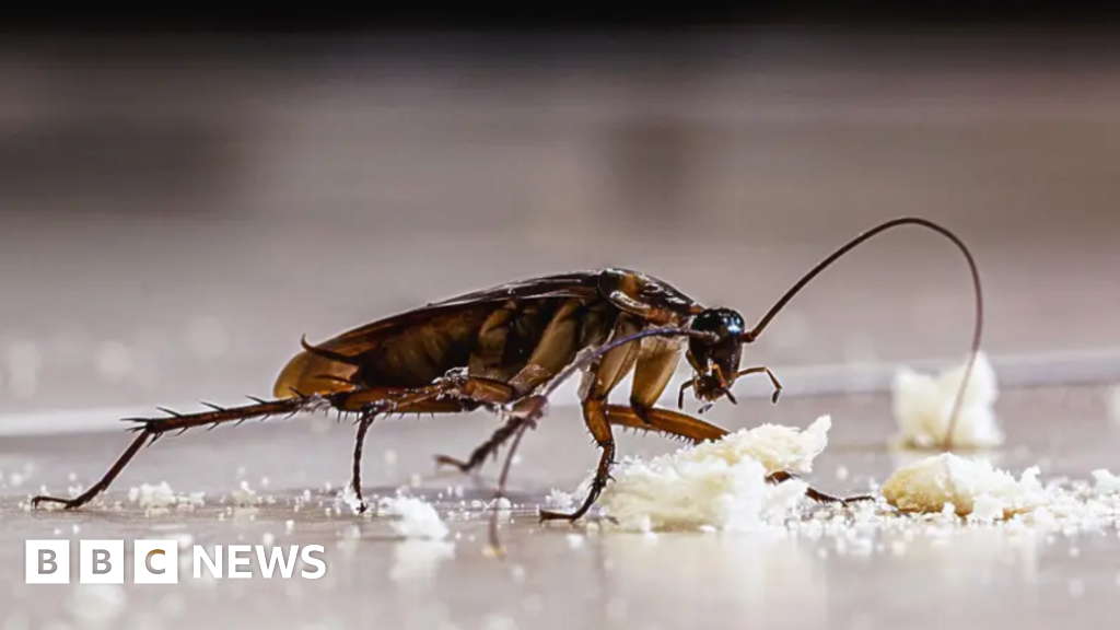 Reading: Shirdi Saibaba Temple shut after cockroach infestation