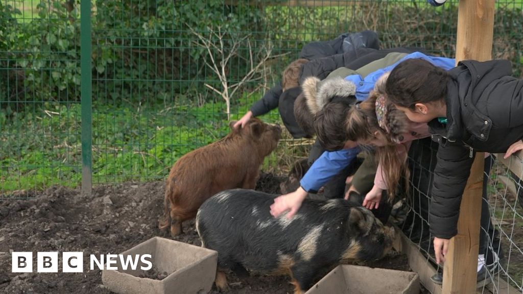 Playground pigs are boost for Cornish schoolchildren