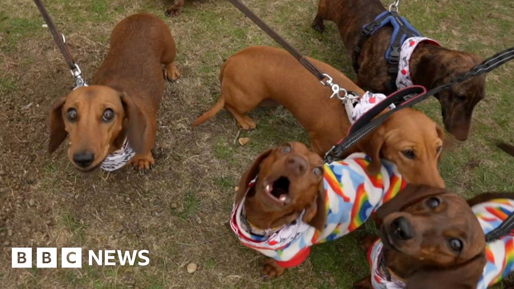 Sausage dogs take over Southwold beach for charity walk