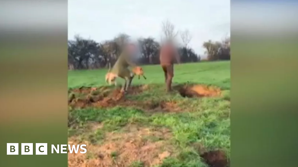 Three charged with wildlife offences over fox attack video