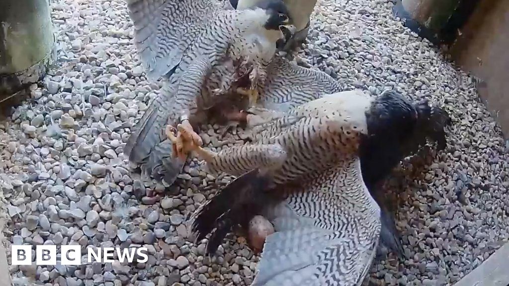 Leicester peregrine falcons locked in cathedral battle - BBC News