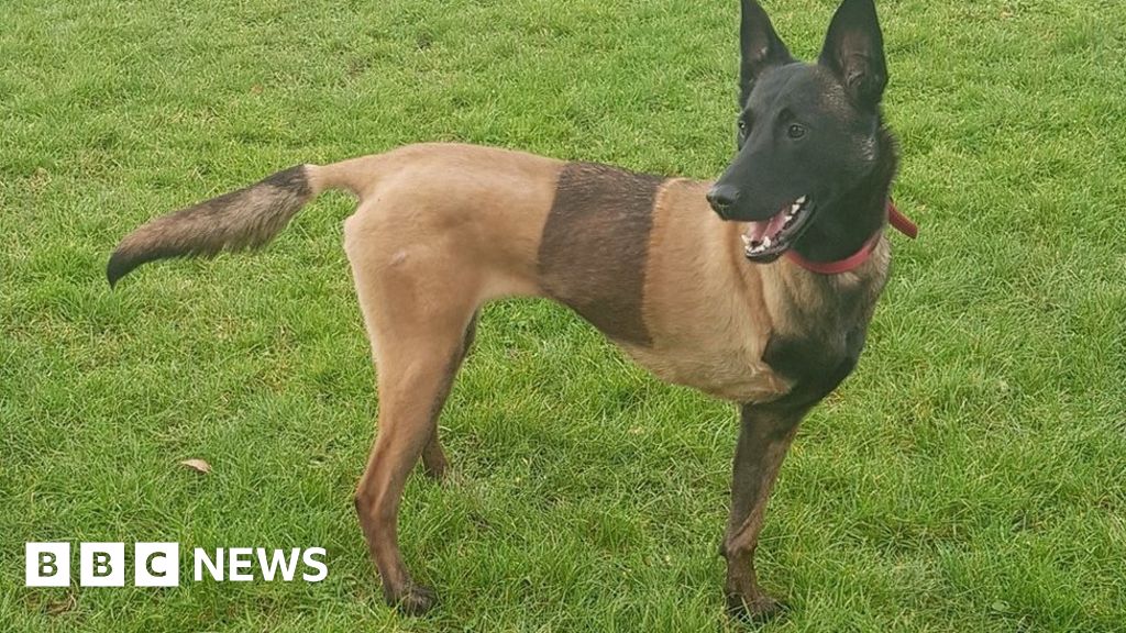 New home wanted for injured Essex Police dog - BBC News