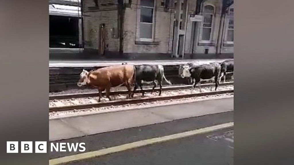 Nuneaton: Invasion of cows causes train delays - BBC News