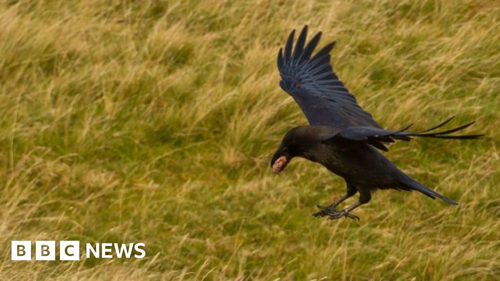 First documented breeding ravens in Suffolk 'in 138 years'