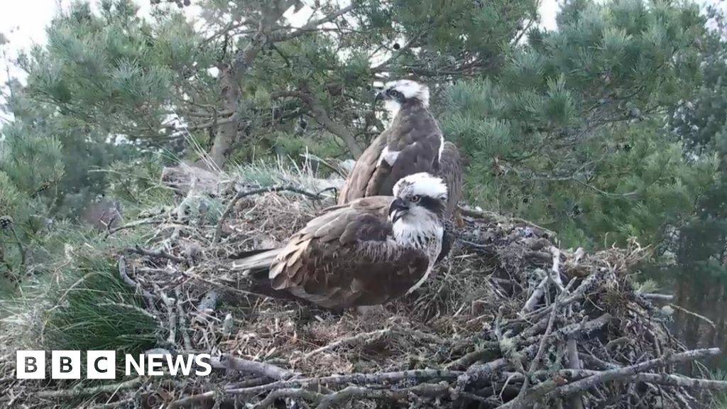 Perthshire osprey pair seal relationship with a fish