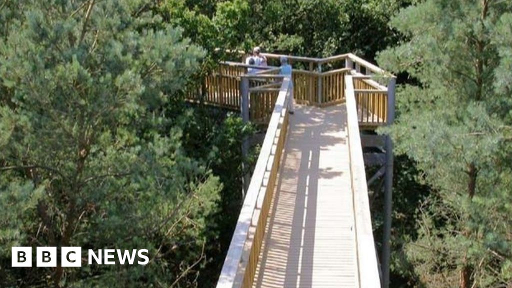 Salcey Forest: Plans to reopen tree top walkway revealed - BBC News