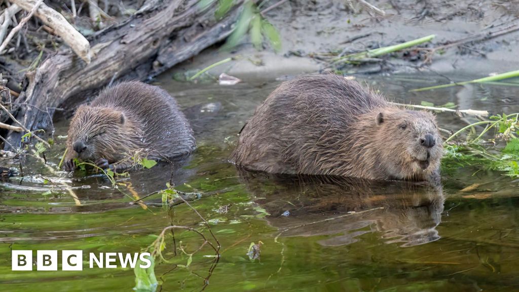 Beavers: Welsh government to consider protecting animals in Wales - BBC ...