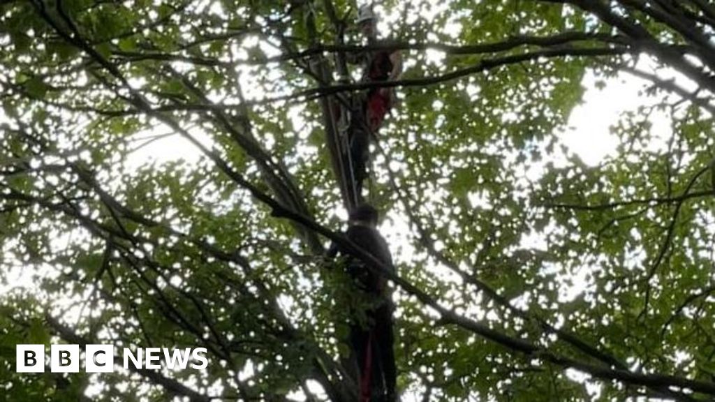 Kempston teenager rescued after getting stuck 20m up a tree - BBC News